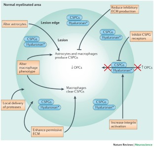 Pathophysiology of the brain extracellular matrix: a new target for ...