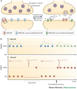 AMPA-silent synapses in brain development and pathology | Nature ...