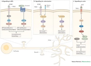 Branch management: mechanisms of axon branching in the developing ...