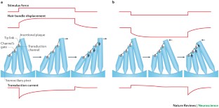 Integrating the active process of hair cells with cochlear function ...