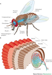 Fly visual course control: behaviour, algorithms and circuits | Nature ...