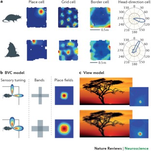 Spatial cognition in bats and rats: from sensory acquisition to ...