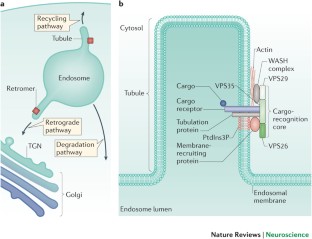 Retromer in Alzheimer disease, Parkinson disease and other neurological ...