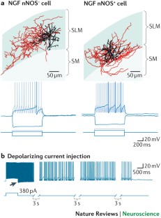 Neurogliaform cells in cortical circuits | Nature Reviews Neuroscience