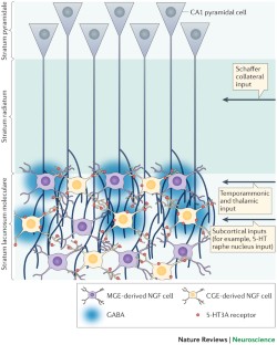 Neurogliaform cells in cortical circuits | Nature Reviews Neuroscience