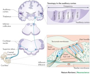 Tinnitus: perspectives from human neuroimaging | Nature Reviews ...