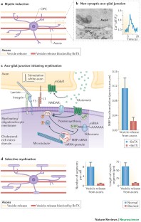 A new mechanism of nervous system plasticity: activity-dependent ...