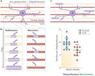 A new mechanism of nervous system plasticity: activity-dependent ...