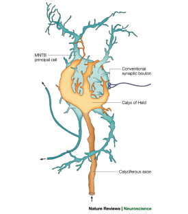 Short-term plasticity at the calyx of held | Nature Reviews Neuroscience