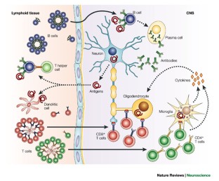 New concepts in the immunopathogenesis of multiple sclerosis | Nature ...