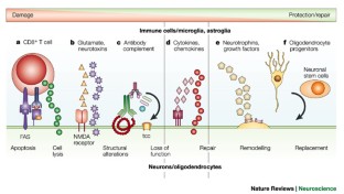 New concepts in the immunopathogenesis of multiple sclerosis | Nature ...