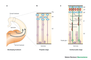 Modes of neuronal migration in the developing cerebral cortex | Nature ...