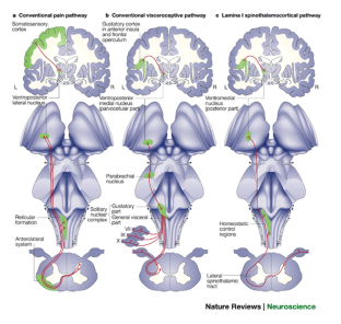 How do you feel? Interoception: the sense of the physiological ...