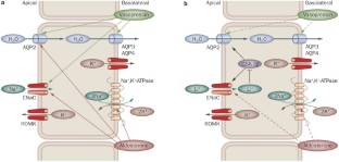 Lithium nephrotoxicity revisited | Nature Reviews Nephrology