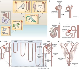 Renal progenitors: an evolutionary conserved strategy for kidney ...