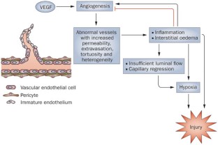 Angiogenesis and hypoxia in the kidney | Nature Reviews Nephrology