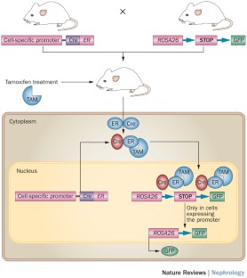 The use of lineage tracing to study kidney injury and regeneration ...
