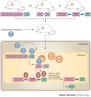 The use of lineage tracing to study kidney injury and regeneration ...