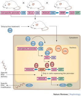 The use of lineage tracing to study kidney injury and regeneration ...