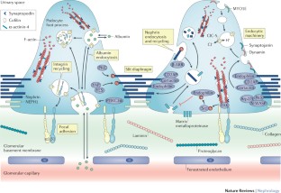 Podocyte–actin dynamics in health and disease | Nature Reviews Nephrology