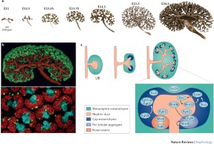 The contribution of branching morphogenesis to kidney development and disease | Nature Reviews ...