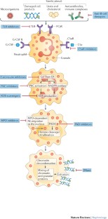 The role of neutrophils and NETosis in autoimmune and renal diseases ...