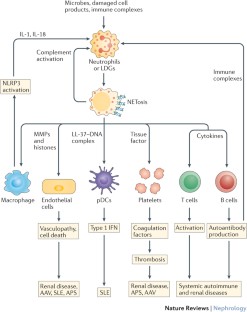 The role of neutrophils and NETosis in autoimmune and renal diseases ...