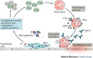 Complement in ANCA-associated vasculitis: mechanisms and implications ...