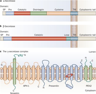 The secretases: enzymes with therapeutic potential in Alzheimer disease ...