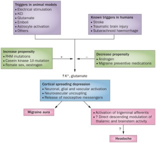 Cortical spreading depression and migraine | Nature Reviews Neurology