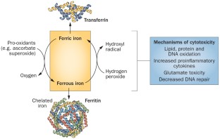 Iron in multiple sclerosis: roles in neurodegeneration and repair ...