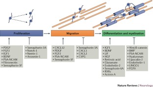 Achievements and obstacles of remyelinating therapies in multiple sclerosis | Nature Reviews ...