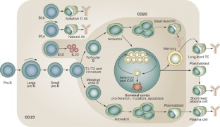 CD19: a promising B cell target for rheumatoid arthritis | Nature ...
