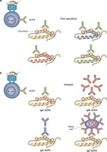The influence of ACPA status and characteristics on the course of RA ...