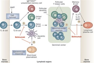 Targeting B cells in SLE: good news at last! | Nature Reviews Rheumatology