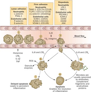 The multifactorial role of neutrophils in rheumatoid arthritis | Nature ...