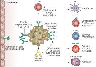 The multifactorial role of neutrophils in rheumatoid arthritis | Nature ...