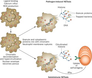The multifactorial role of neutrophils in rheumatoid arthritis | Nature ...