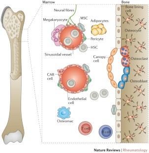 Navigating the bone marrow niche: translational insights and cancer ...