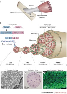 Tendon injury: from biology to tendon repair | Nature Reviews Rheumatology