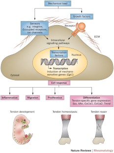 Tendon injury: from biology to tendon repair | Nature Reviews Rheumatology