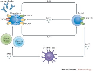 The BAFFling effects of rituximab in lupus: danger ahead? | Nature ...