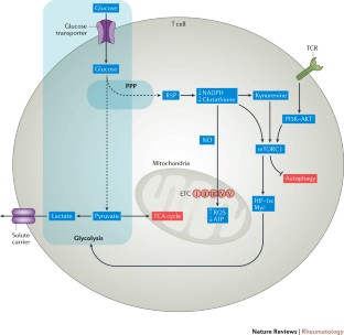 Immunometabolism in systemic lupus erythematosus | Nature Reviews ...