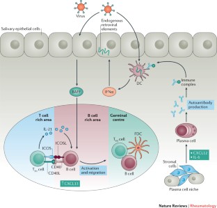 B cells in the pathogenesis of primary Sjögren syndrome | Nature ...