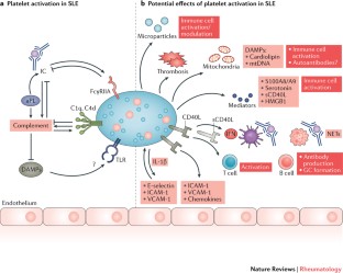 The non-haemostatic role of platelets in systemic lupus erythematosus ...