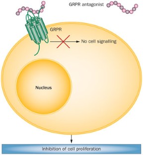 Targeting GRPR in urological cancers—from basic research to clinical ...