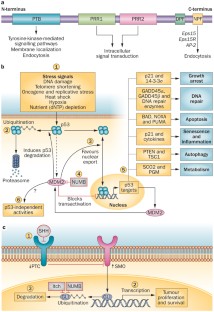 NUMB inhibition of NOTCH signalling as a therapeutic target in prostate ...
