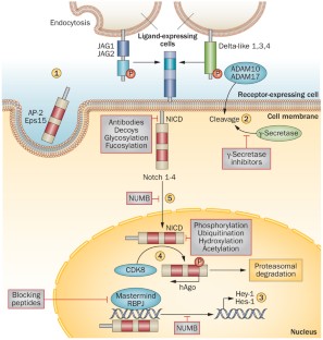 NUMB inhibition of NOTCH signalling as a therapeutic target in prostate ...