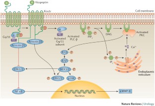 Kisspeptin signalling in the physiology and pathophysiology of the ...