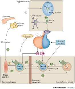 Kisspeptin signalling in the physiology and pathophysiology of the ...